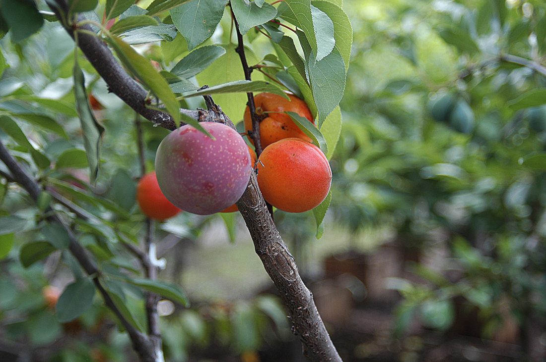 Tree of 40 Fruit - Everson Museum of Art