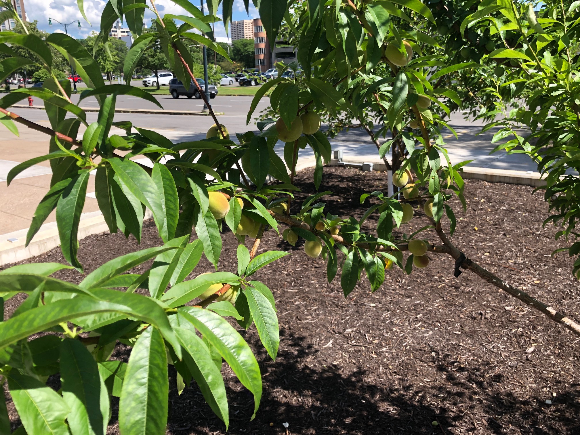 Tree of 40 Fruit - Everson Museum of Art