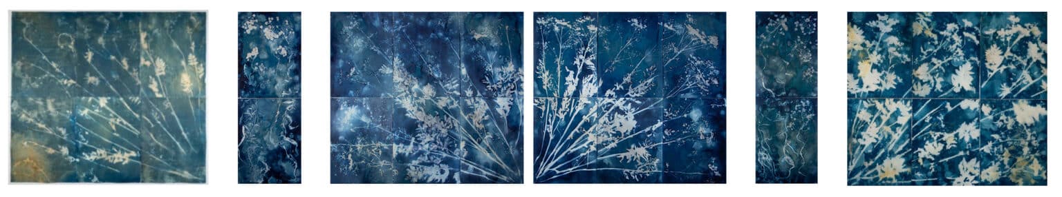 Christine Chin: Invasive Impressions - Everson Museum of Art